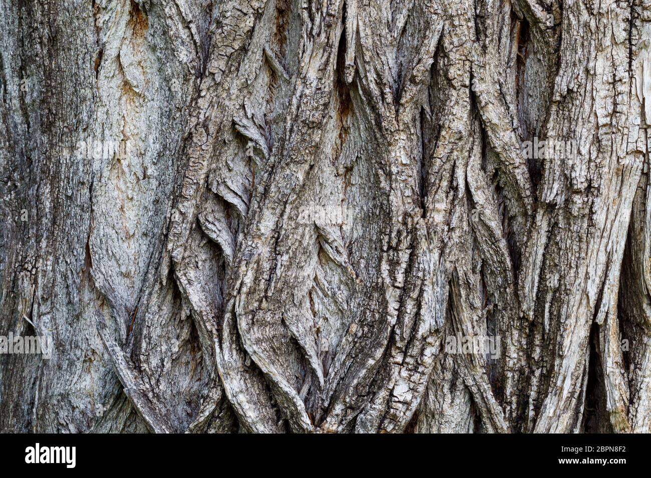 Old Weathered Tree Bark Texture Stock Photo - Alamy