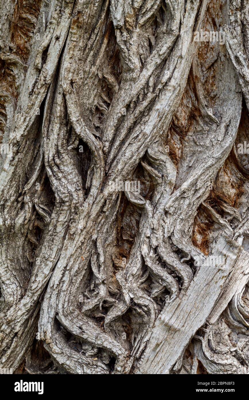 Old Weathered Tree Bark Texture Stock Photo - Alamy