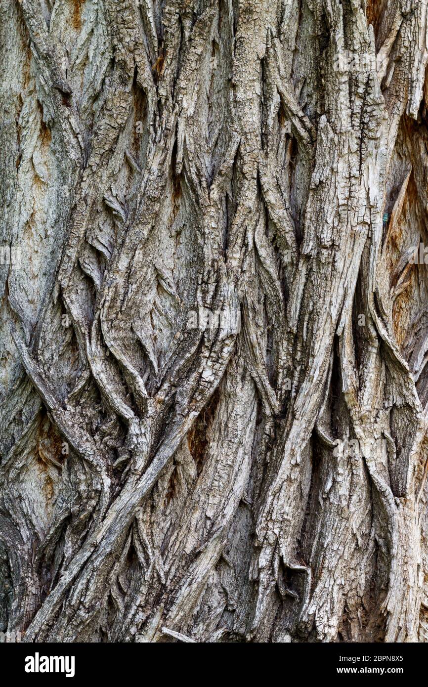 Old Weathered Tree Bark Texture Stock Photo - Alamy