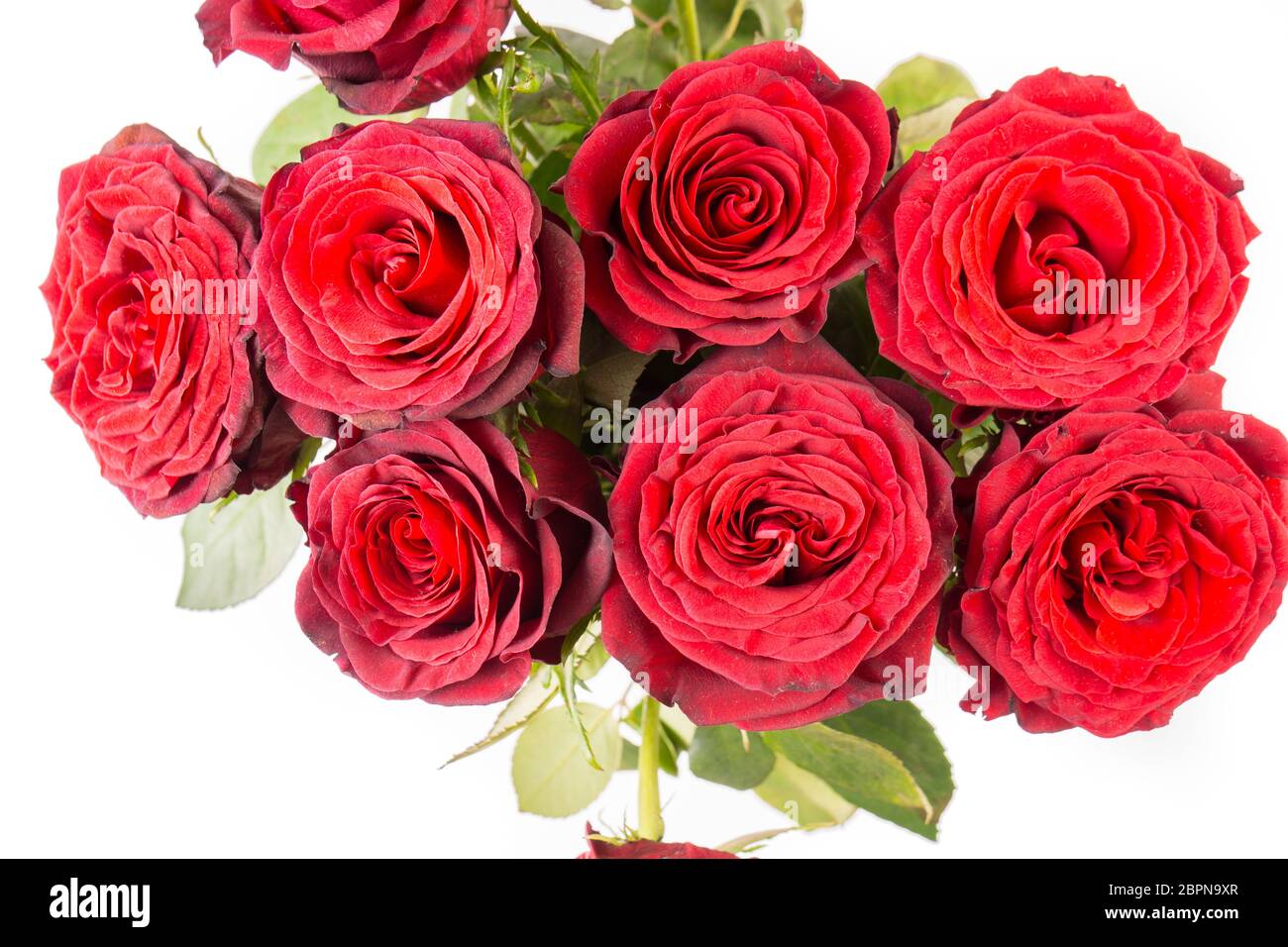 Bunch of beautiful dark red roses isolated on white background Stock ...