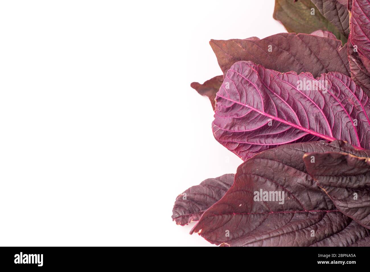 Organic Red amaranth salad leaves, isolated on white background Stock ...