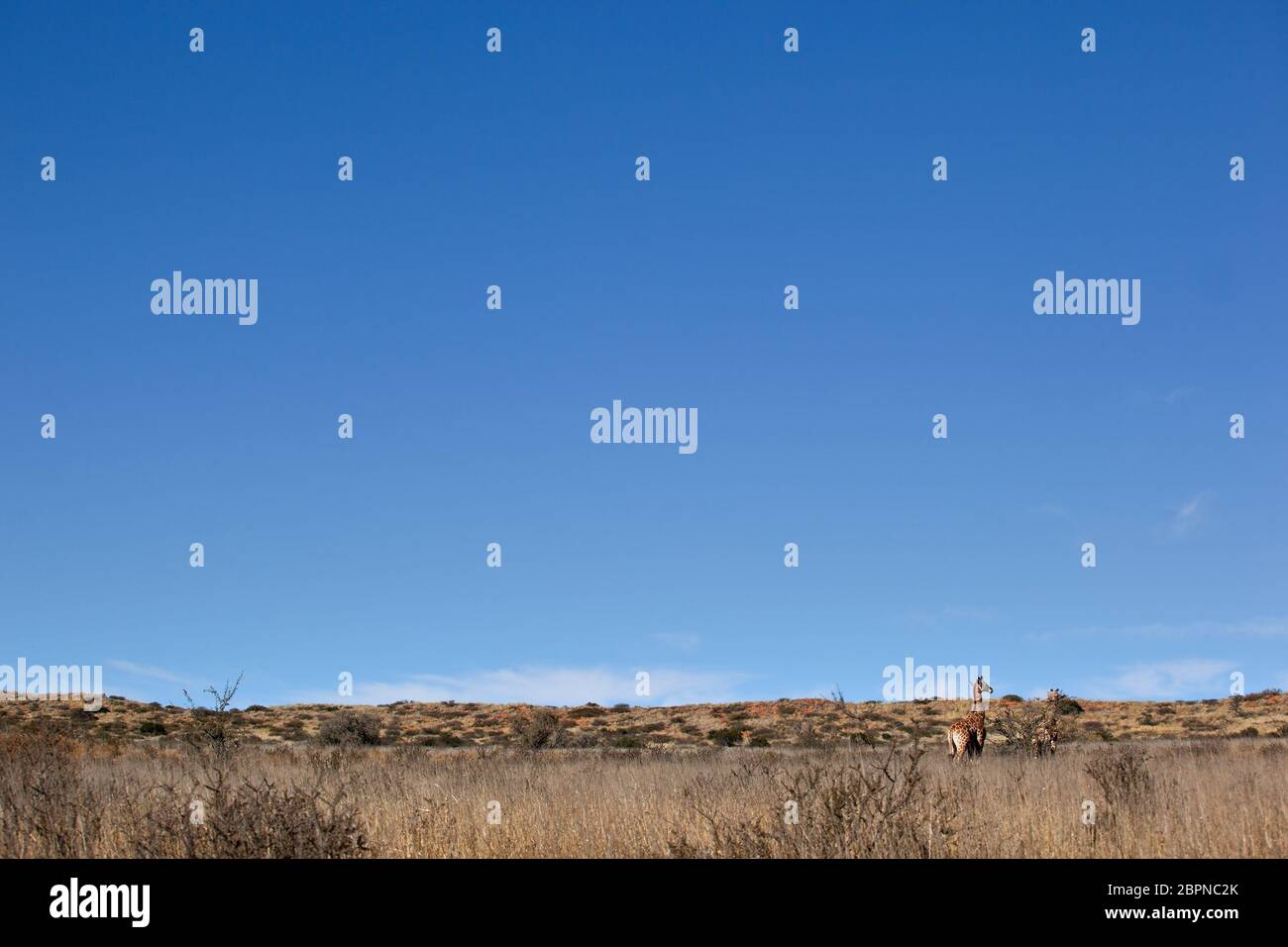 blank landscape with agriculture and farmland Stock Photo - Alamy