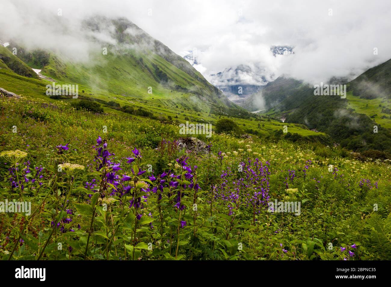 Himalayan flowers inside the Valley of Flowers near Joshimath ...