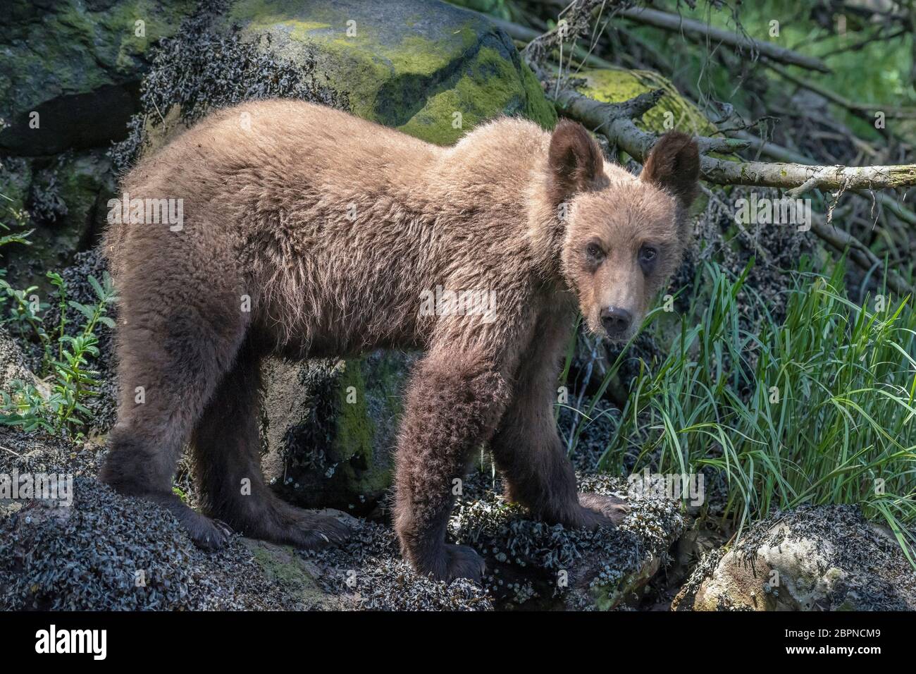 Yearling grizzly bear cub hi-res stock photography and images - Alamy