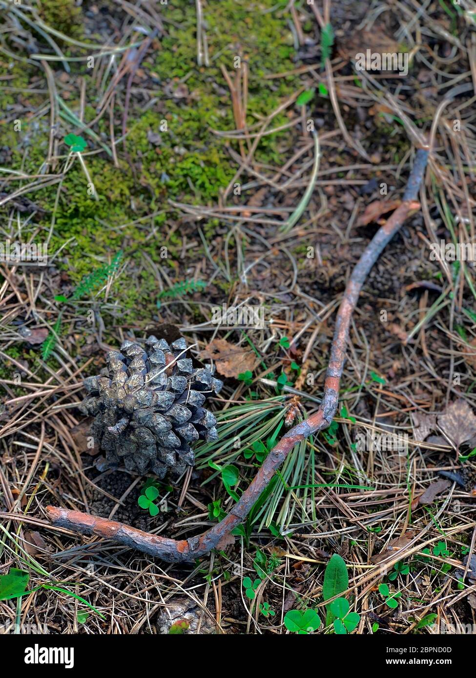The background of the spring soil surface in the taiga forest. Pine ...