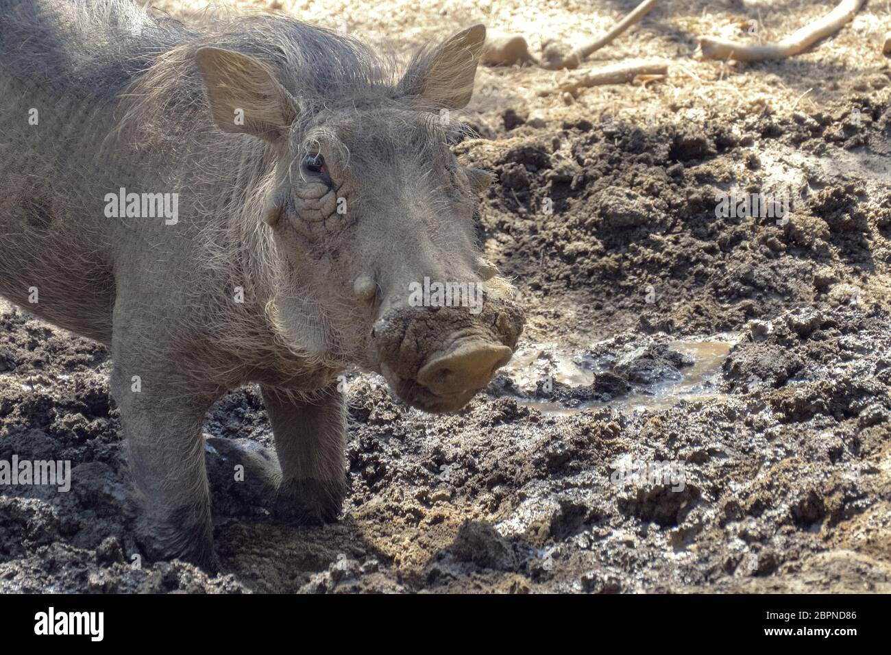 Warthog using nose to dig in african savannah. Warthog feeds on its ...