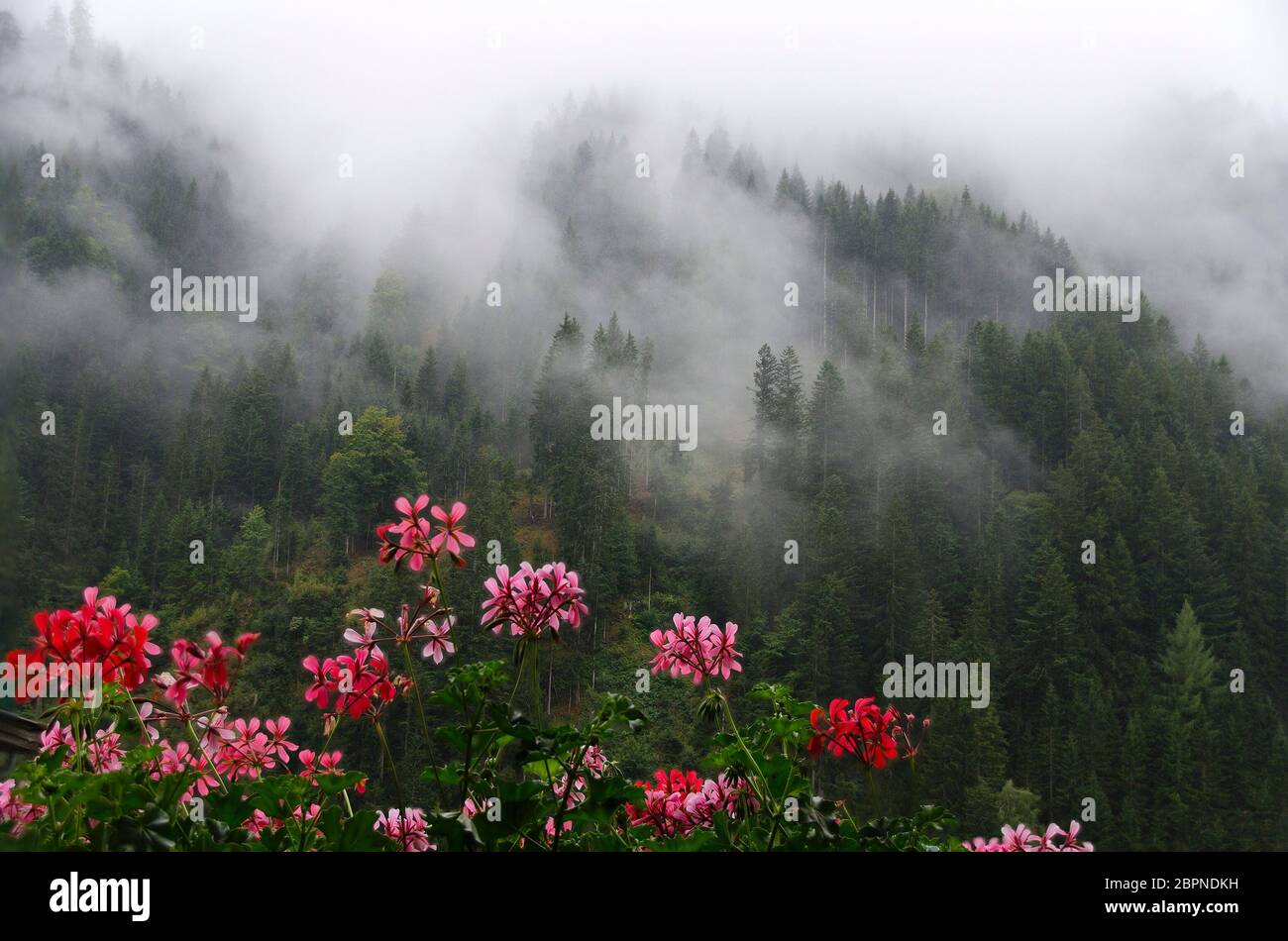 balcony decoration of red and pink geranium before a mist-shrouded ...