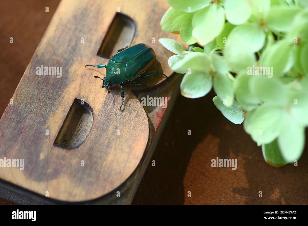 A large insect on the letter B in wood type with pale green hydrangea ...