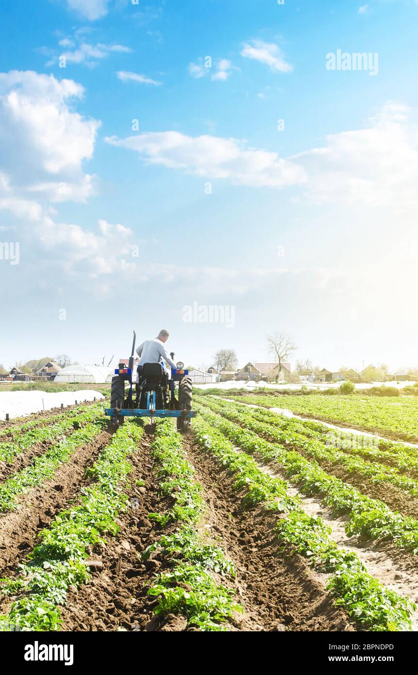 A farmer drives a tractor across potato plantation field. Processing ...