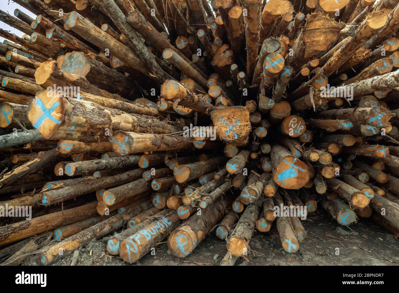 Logs at the log sort, Alliford Bay, Moresby Island, BC Stock Photo - Alamy