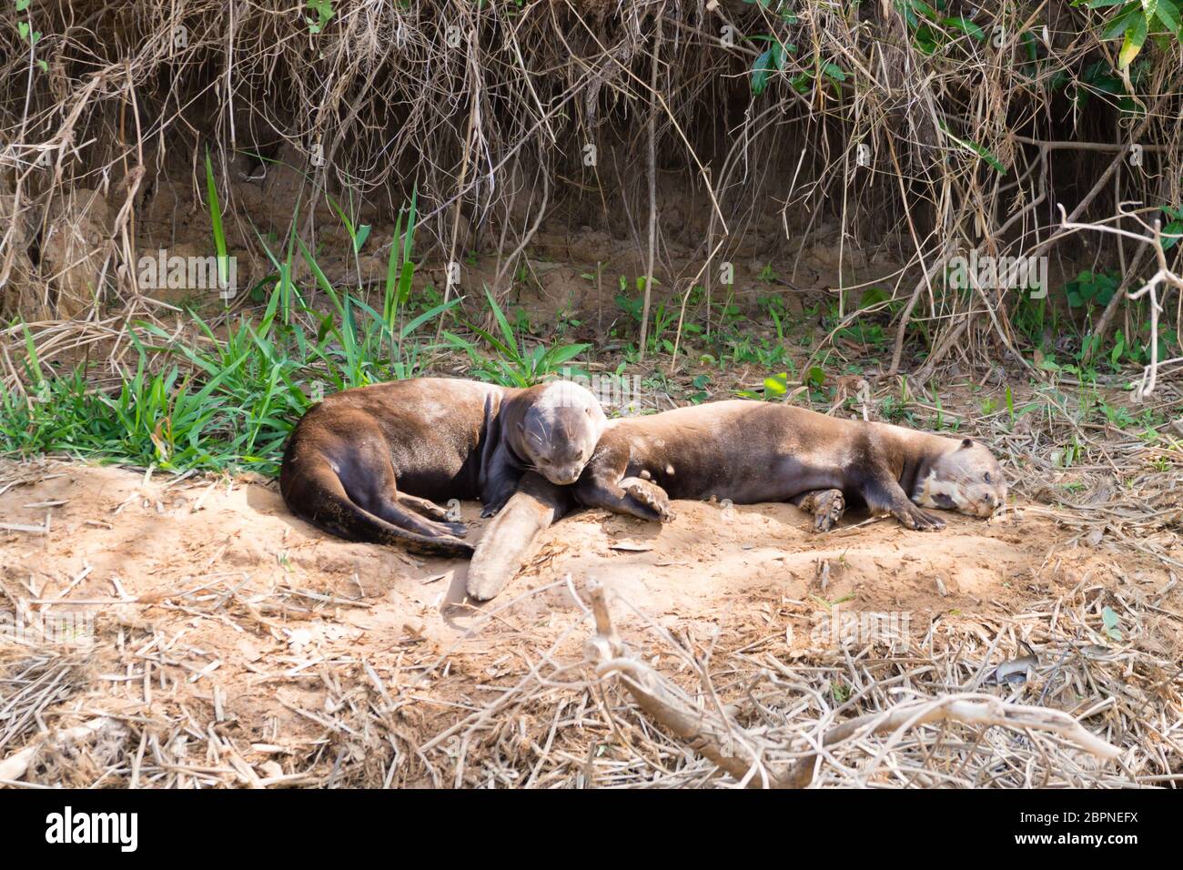 Giant otter on water from Pantanal wetland area, Brazil. Brazilian ...