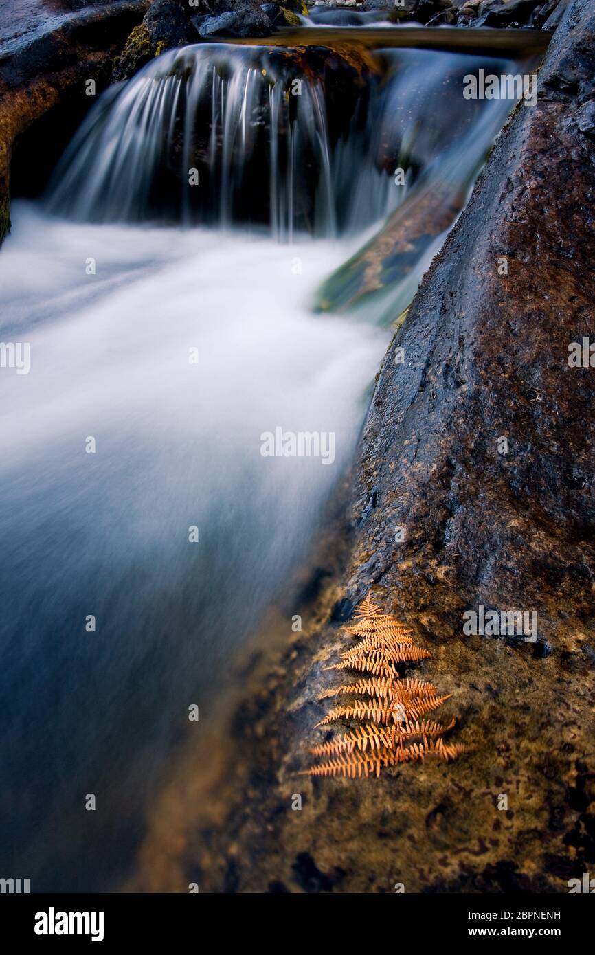 long exposure image of stream with leave in fore ground Stock Photo - Alamy