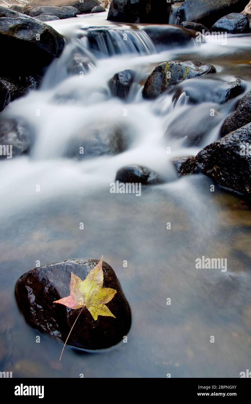 long exposure image of stream with leave in fore ground Stock Photo - Alamy