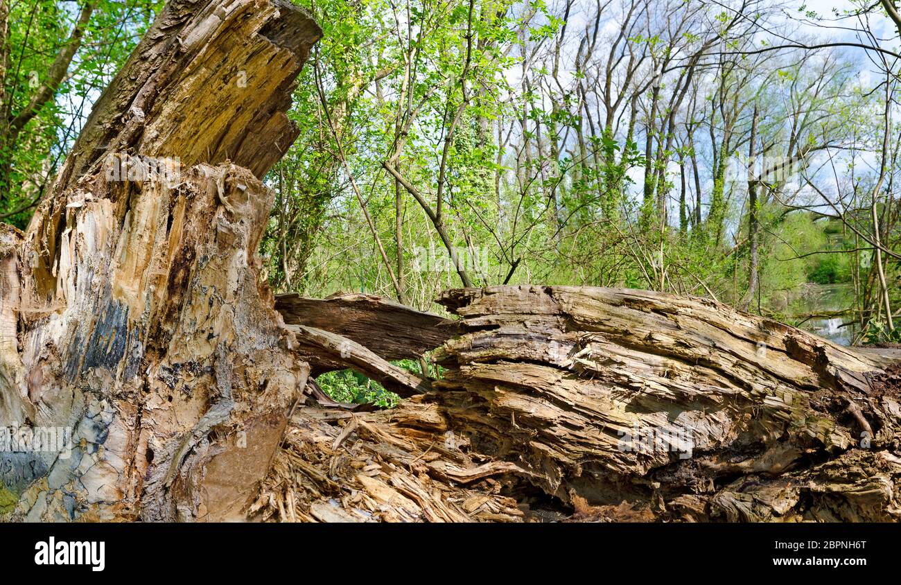 Rotten Tree City High Resolution Stock Photography and Images - Alamy