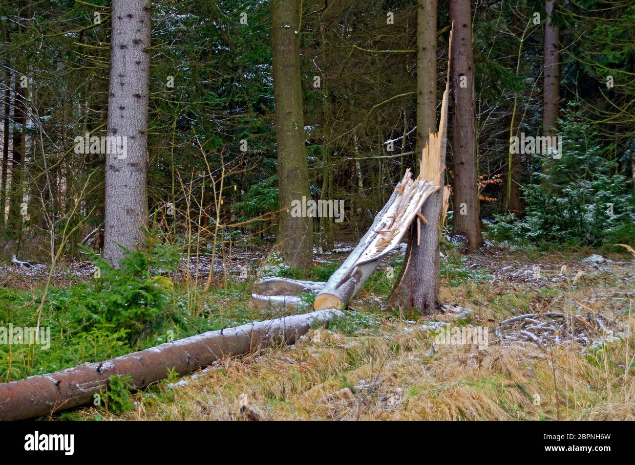 a cut through broken off and fallen tree at a forest Stock Photo - Alamy