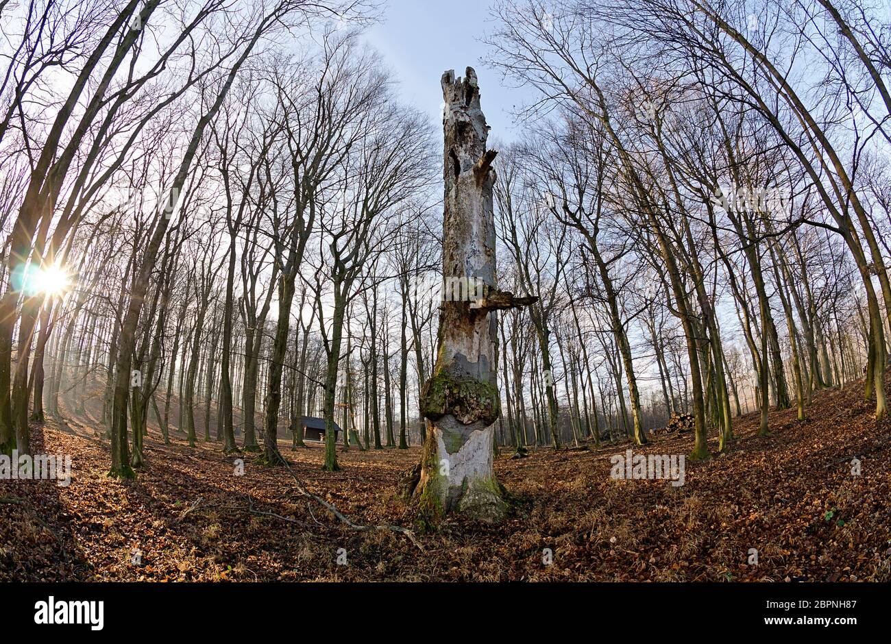 rotten tree stump in the center of a circle of leafless trees in ...