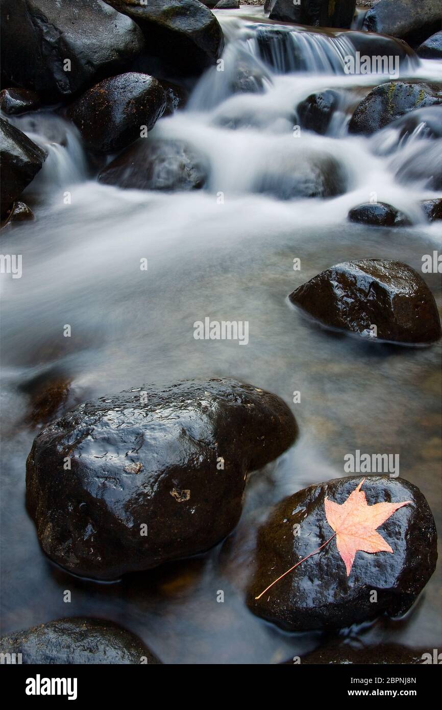 long exposure image of stream with leave in fore ground Stock Photo - Alamy