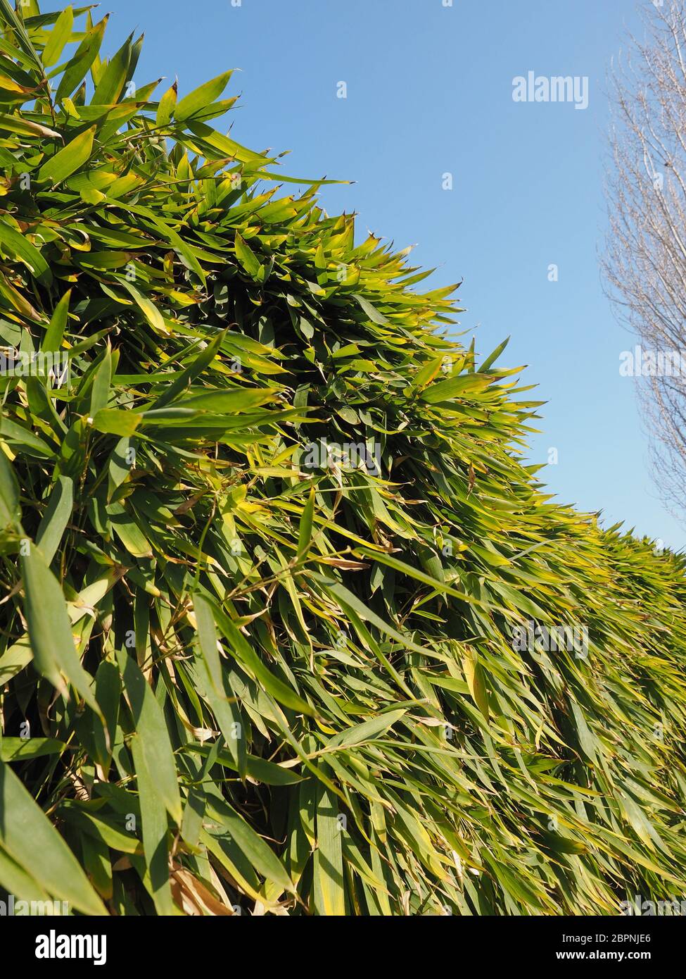 green bamboo (Bambuseae) tree leaves greenery useful as background ...