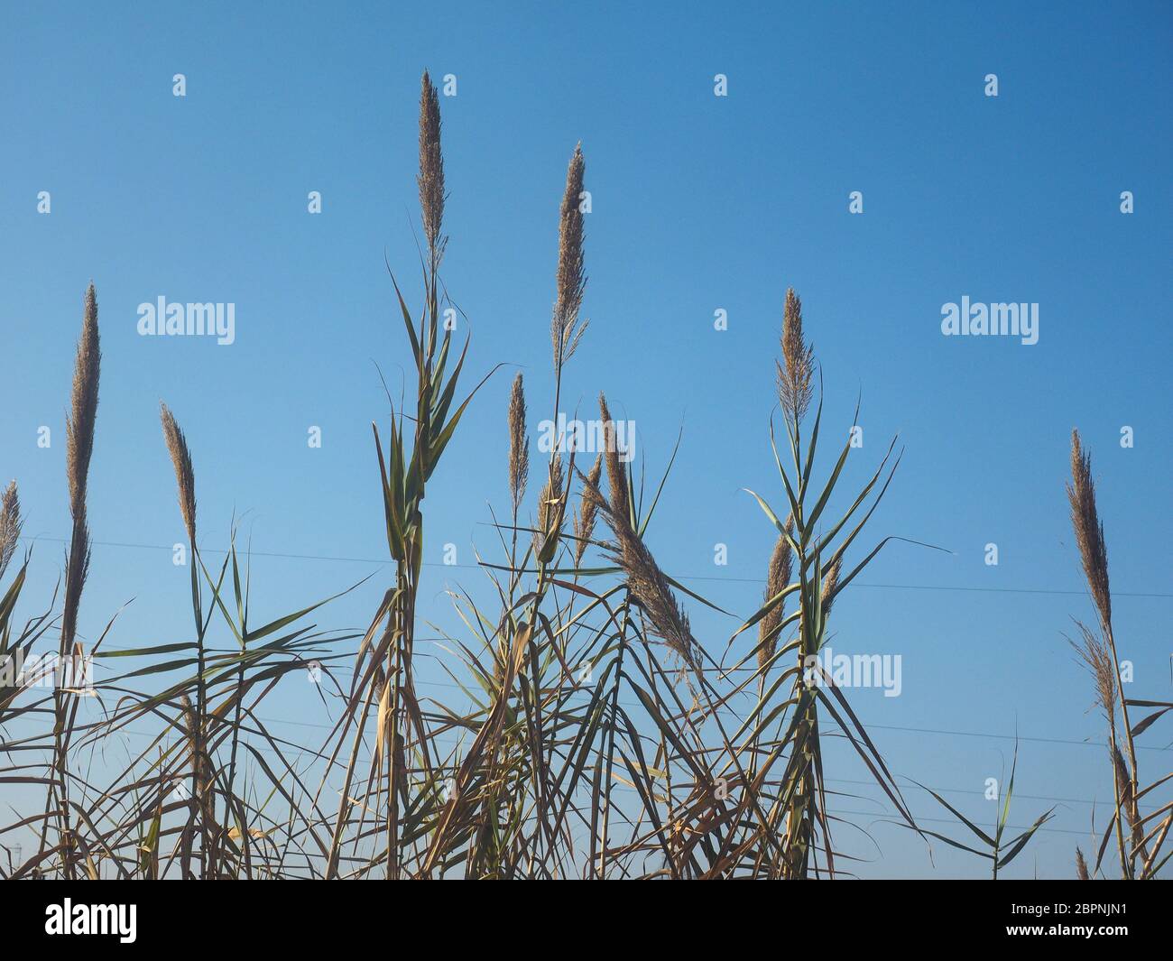Common reed (Phragmites australis) plants over blue sky Stock Photo - Alamy