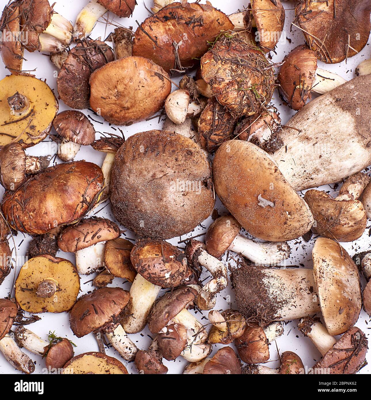 many fresh edible forest mushrooms Suillus luteus and Boletus edulis ...