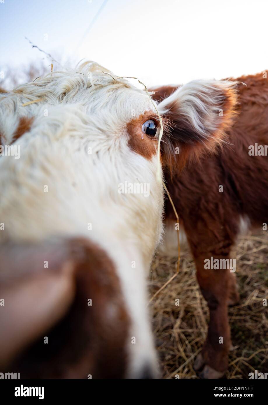 Cow up close and personal Stock Photo - Alamy