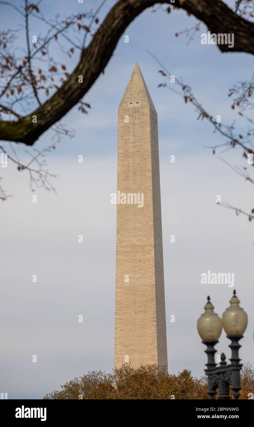 an obliging tree doesn't block the view of the Washington monument ...