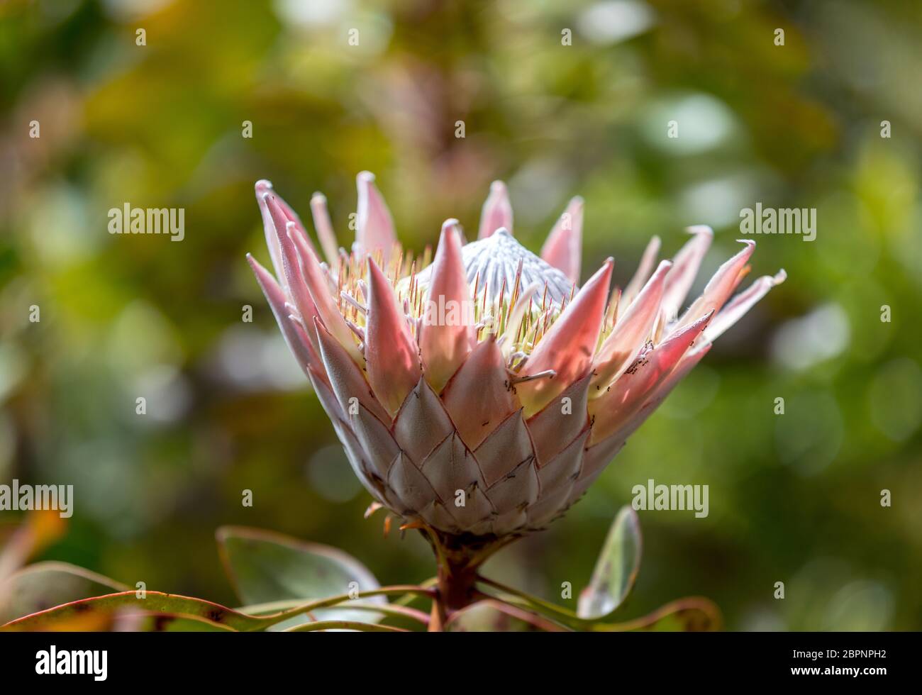King protea or protea cynaroides the national flower of South Africa ...