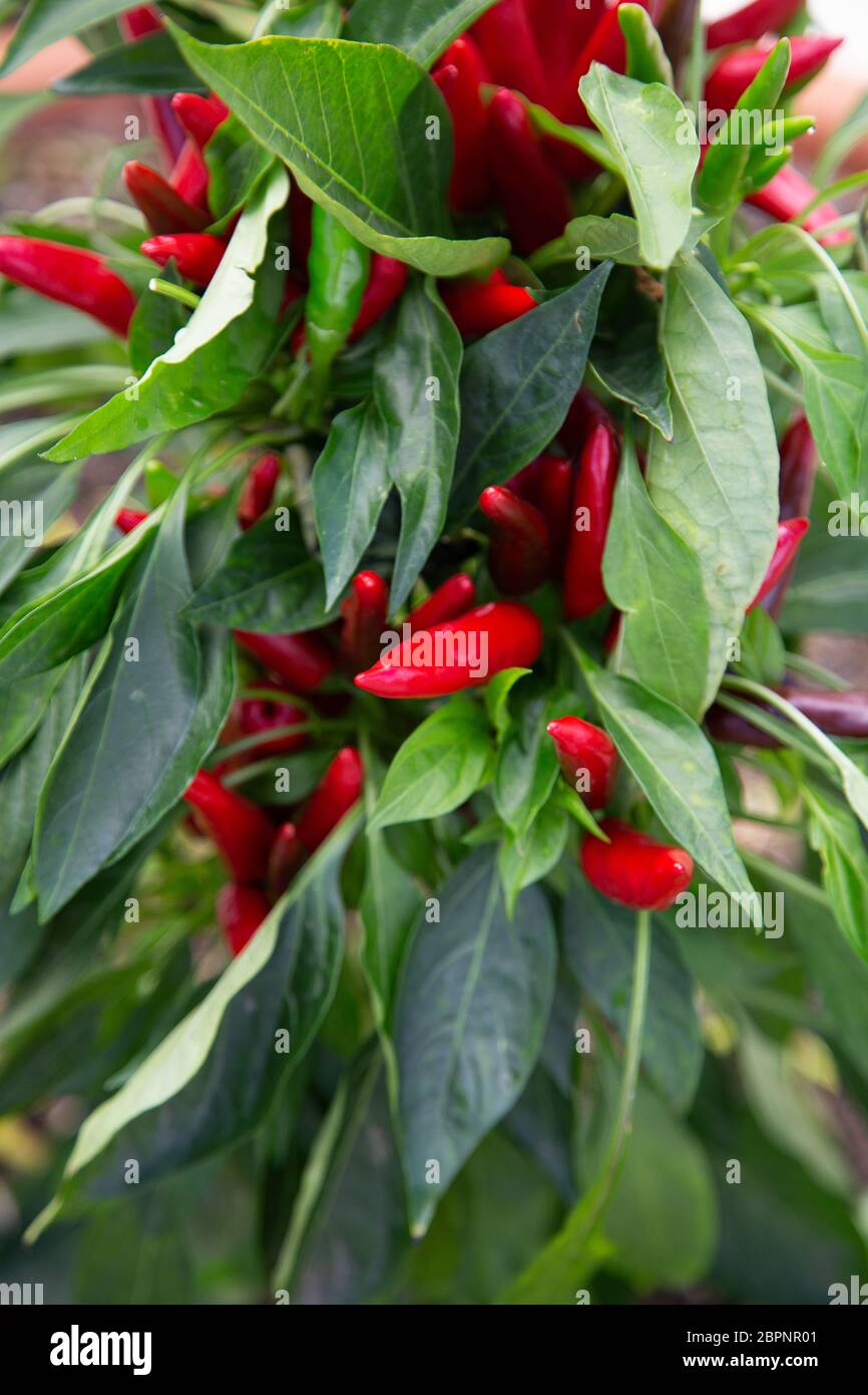 Ischia market hi-res stock photography and images - Alamy