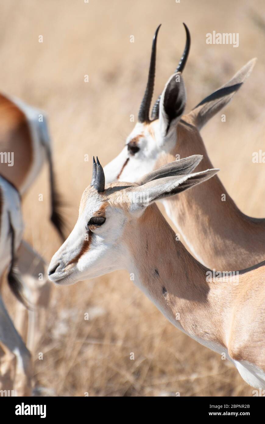 African springbok hi-res stock photography and images - Alamy