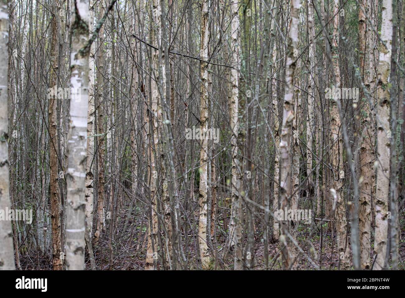 Northern europe birch not lake hi-res stock photography and images - Alamy