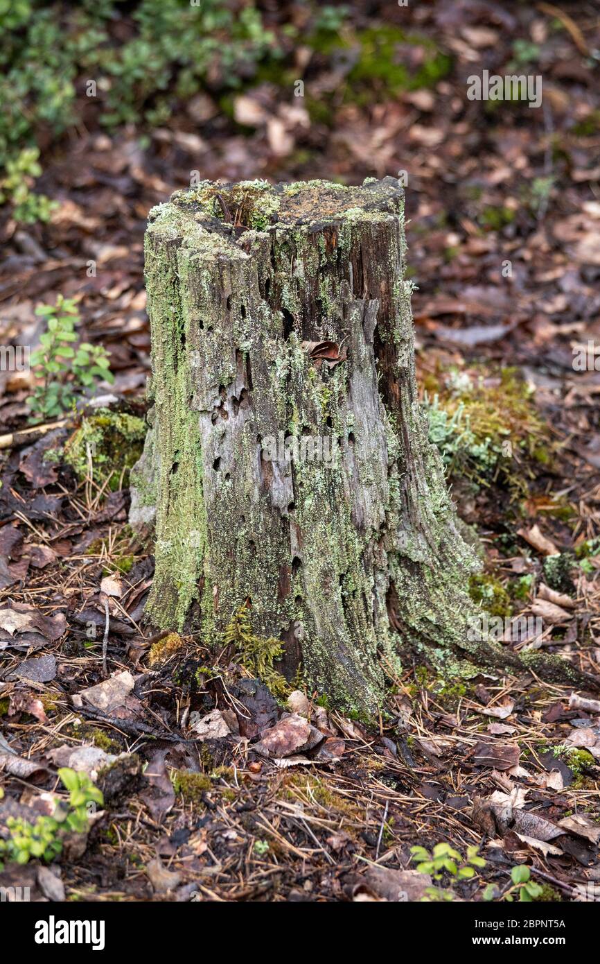 Decaying hi-res stock photography and images - Alamy