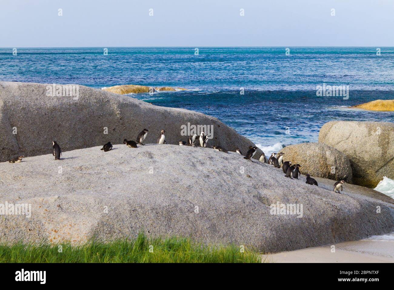 African penguin colony from Simon's town conservancy area, South Africa ...