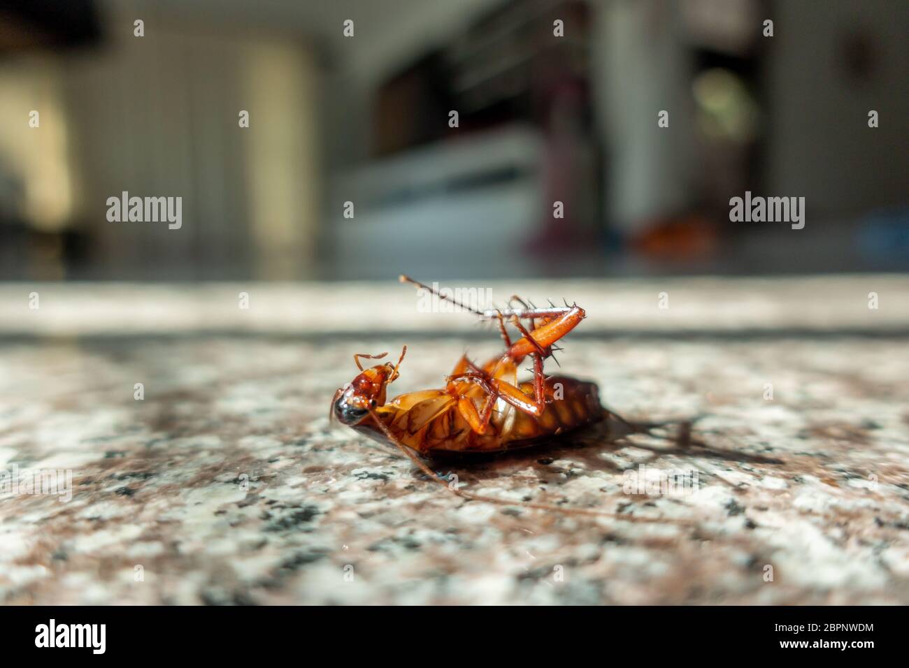 Dead cockroach on floor, pest control concept Stock Photo - Alamy