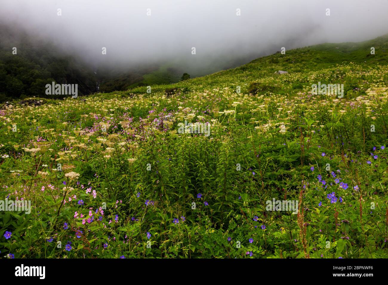 Himalayan flowers inside the Valley of Flowers near Joshimath ...