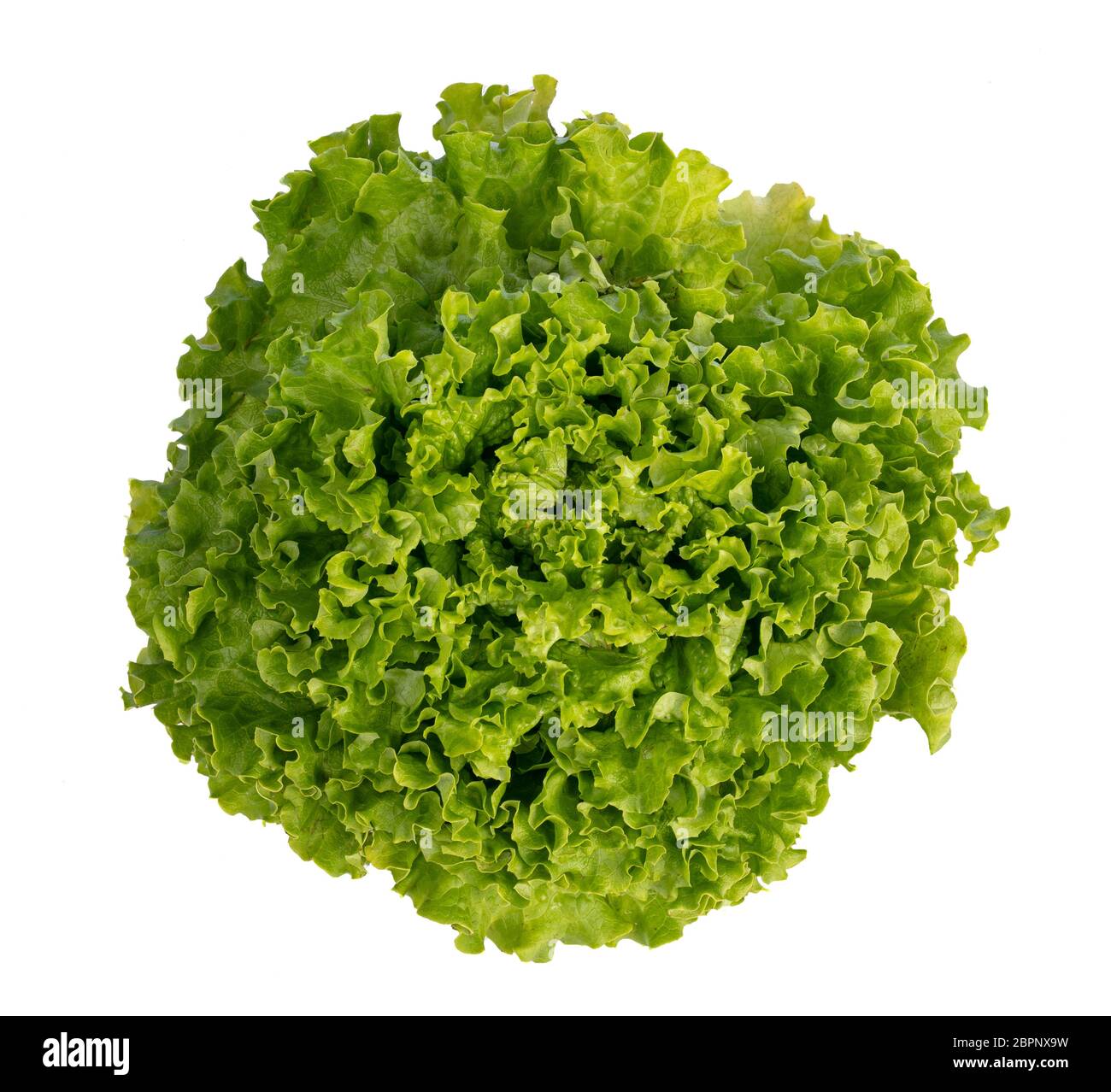 Fresh batavia salad on a white background Stock Photo - Alamy