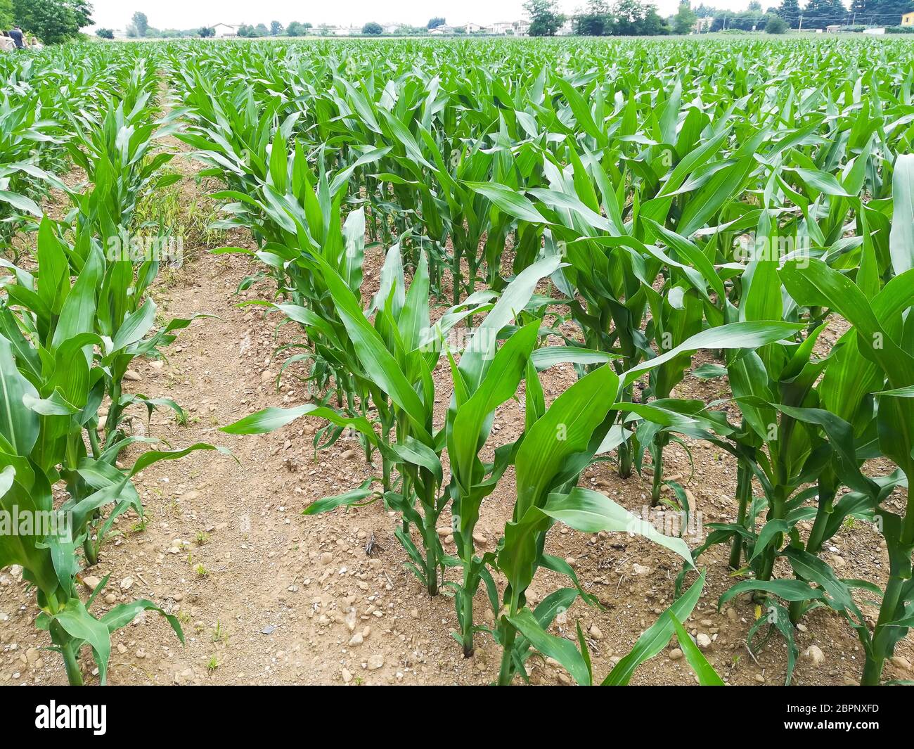 Field of maize. Italian agriculture. Rural scenery Stock Photo - Alamy