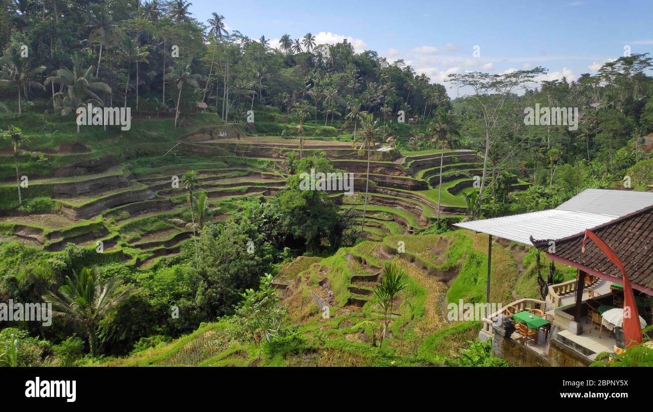 Tegalalang rice terraces in Ubud, Bali. Tegalalang Rice Terrace is one ...