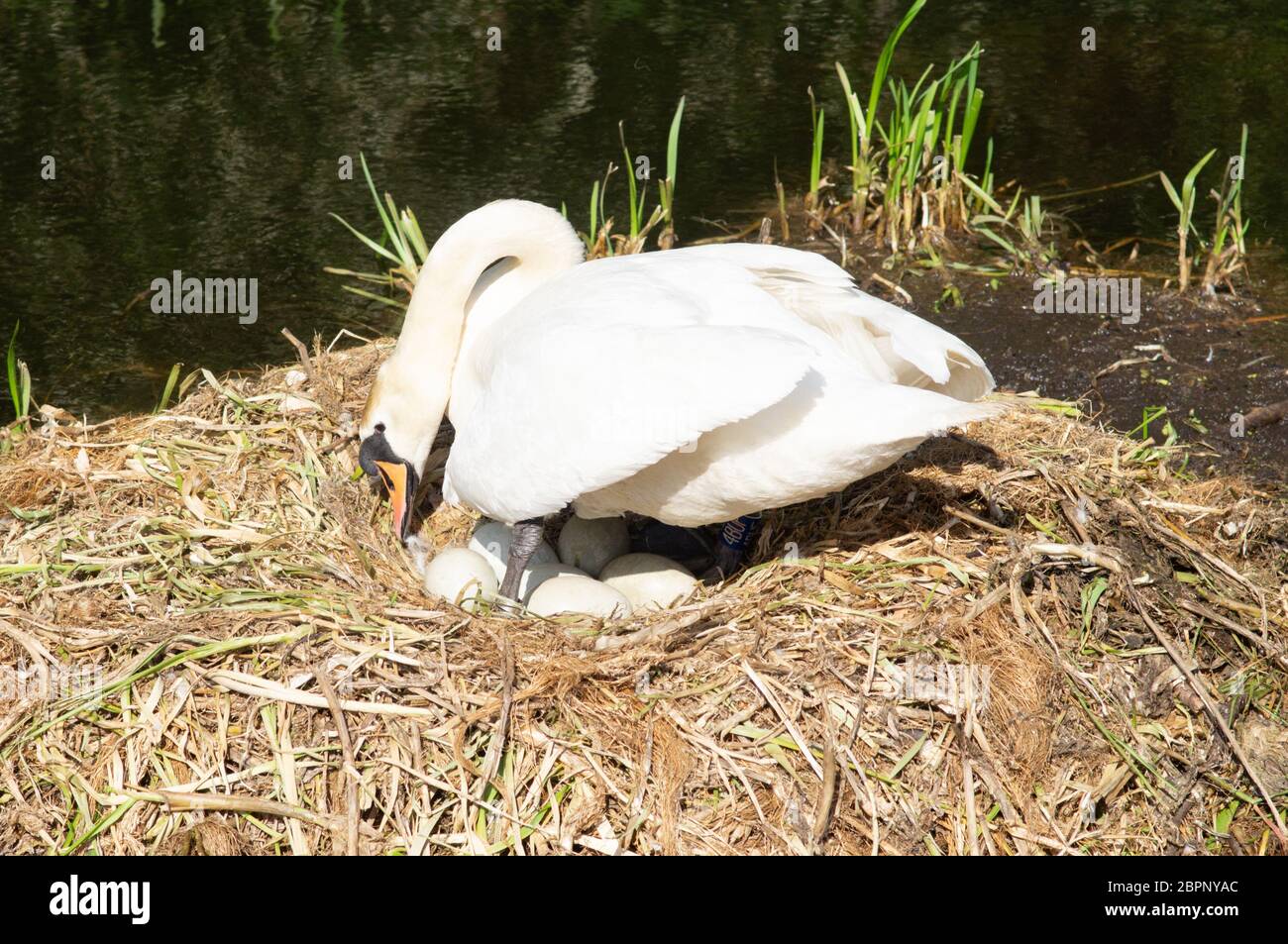 Swan eggs hi-res stock photography and images - Alamy