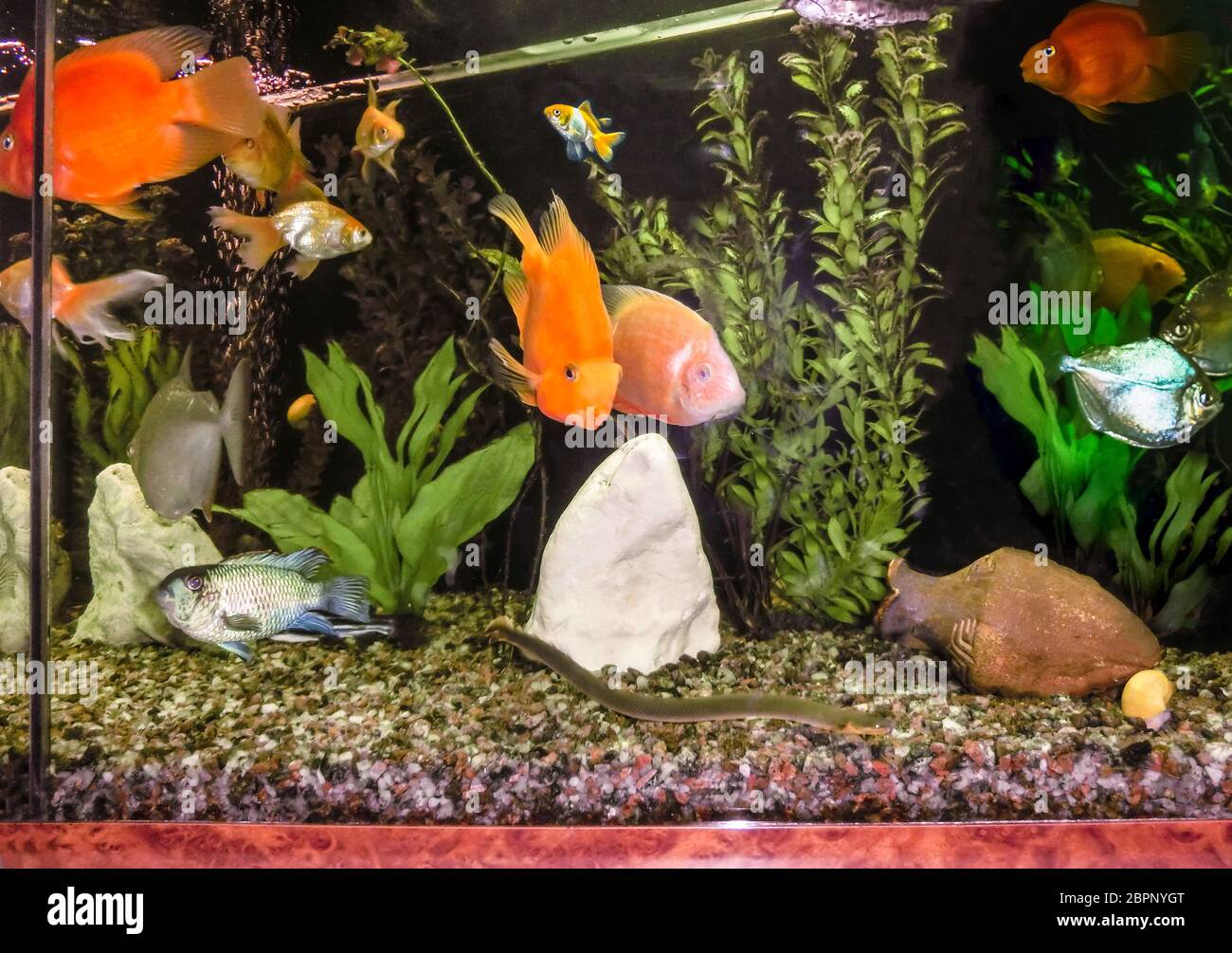 The close up of aquarium tank full of fish Stock Photo - Alamy