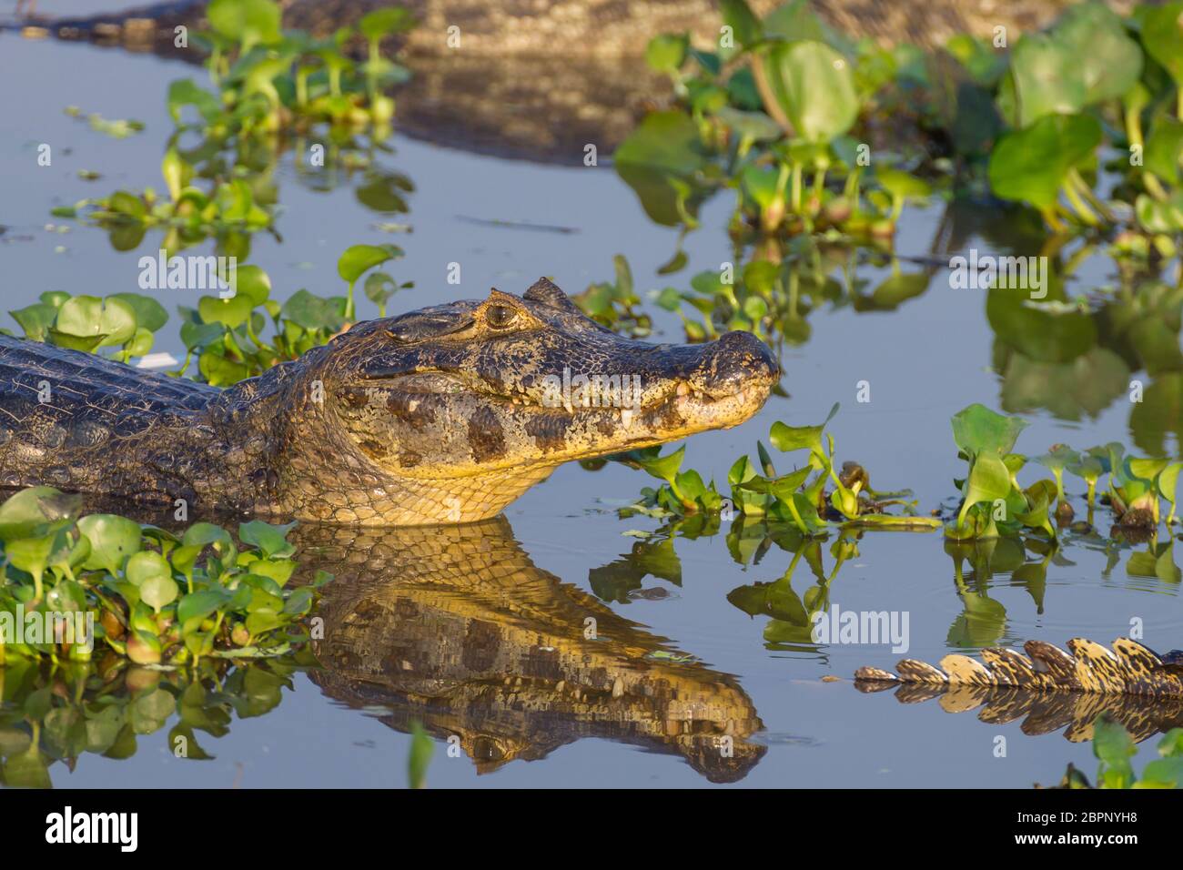 Caiman floating on the surface of the water in Pantanal, Brazil ...
