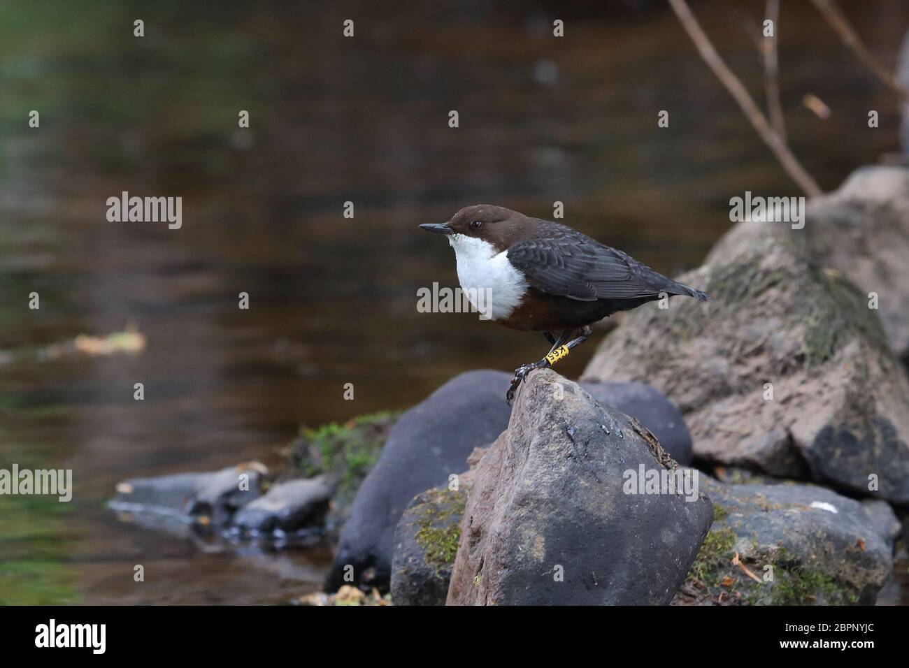 Shropshire river onny hi-res stock photography and images - Alamy