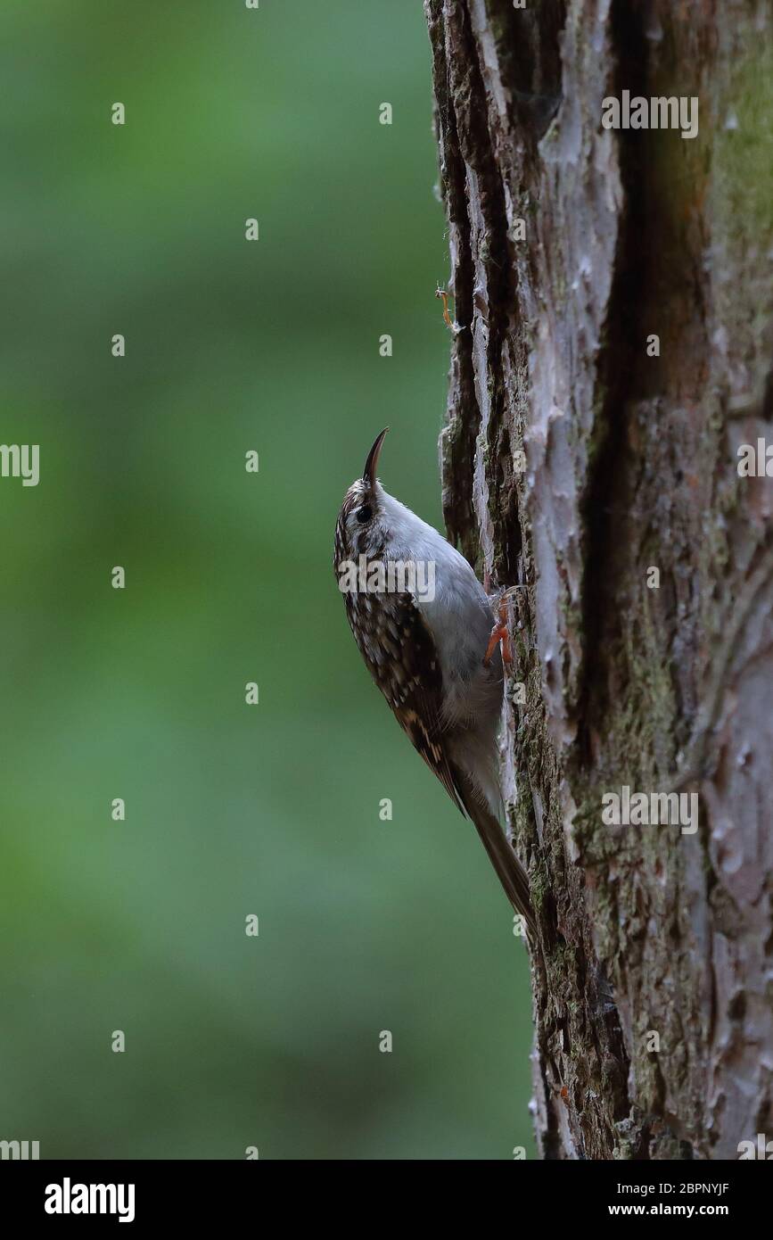 Eurasian Treecreeper looking for insects in the tree bark Stock Photo ...