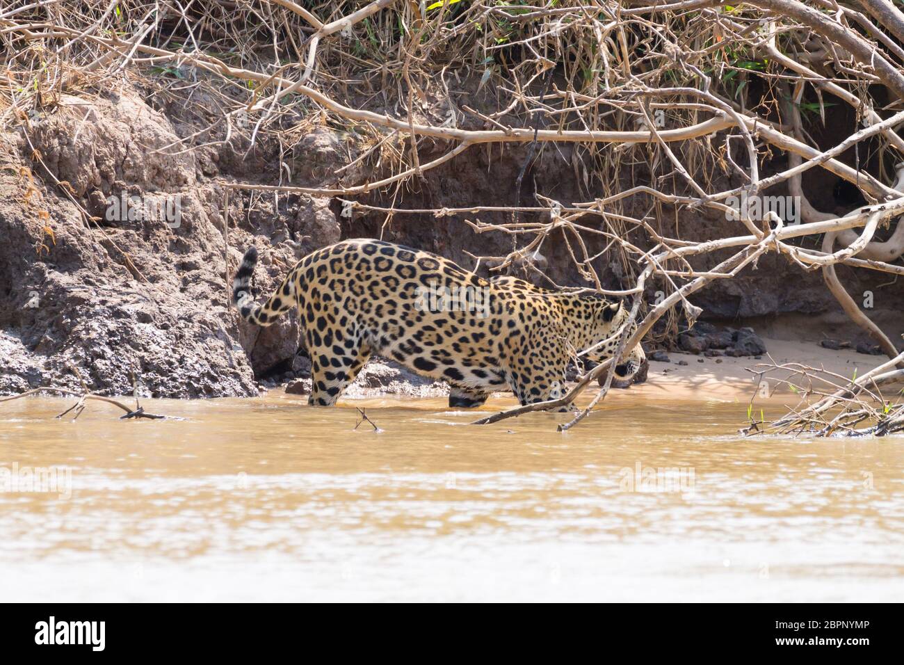 Jaguar on riverbank from Pantanal, Brazil. Wild brazilian feline ...