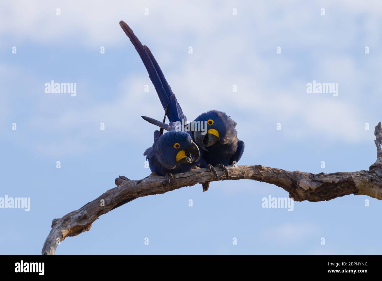 Couple of Hyacinth macaw from Pantanal, Brazil. Brazilian wildlife ...