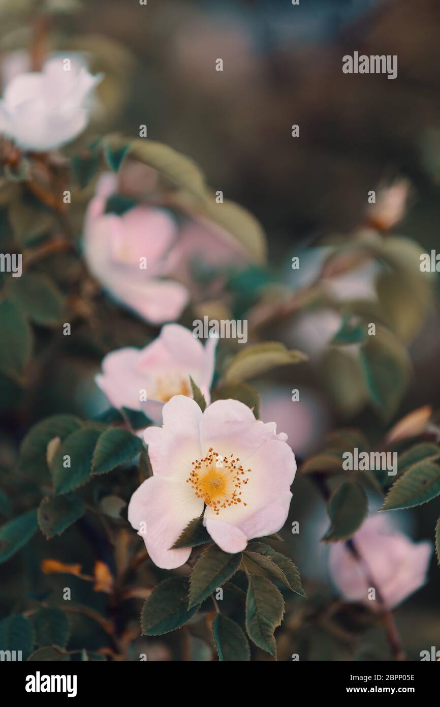 beautiful Rosa canina ,Rose hip or rosehip, also called rose haw and ...