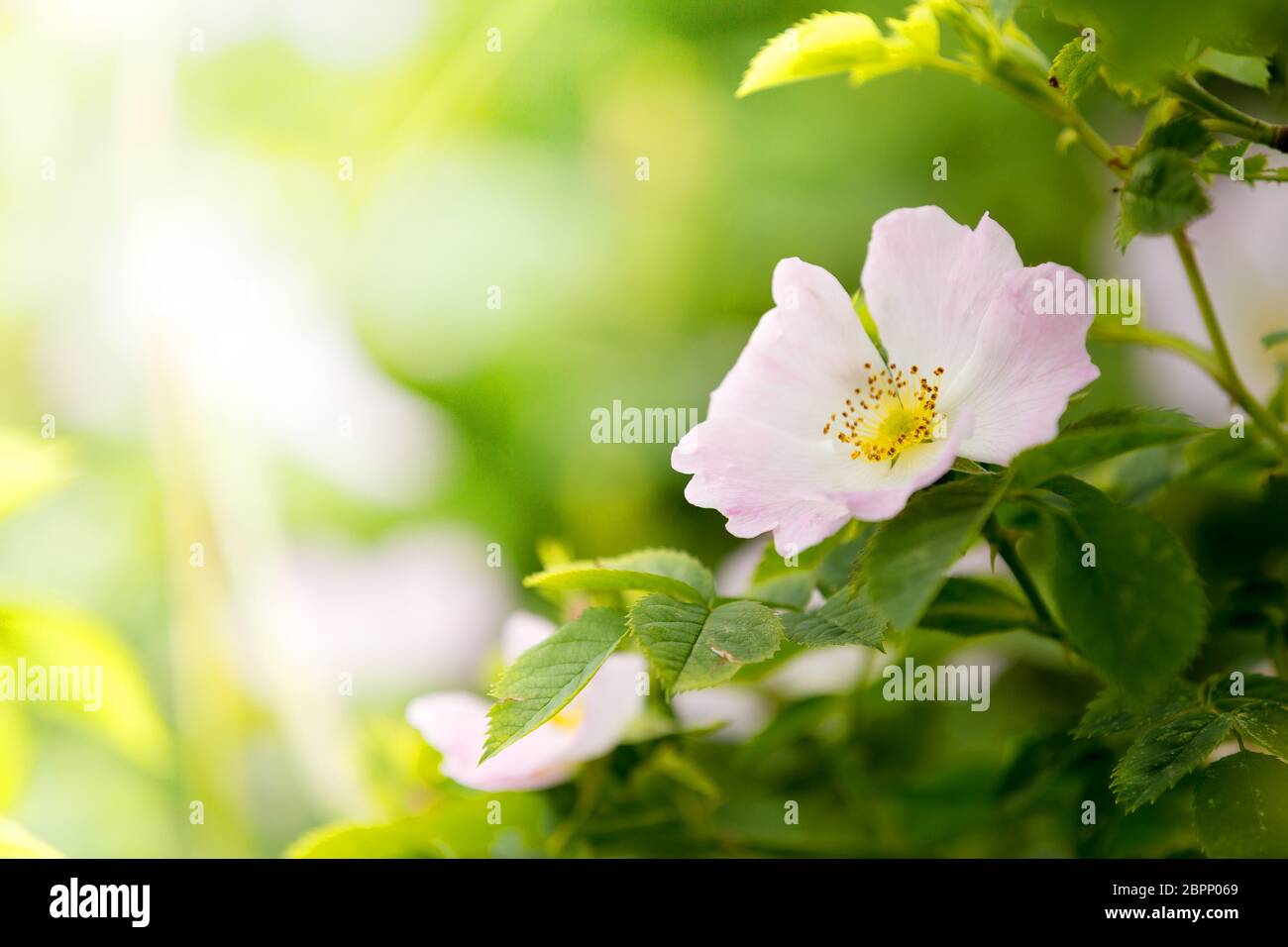 beautiful Rosa canina ,Rose hip or rosehip, also called rose haw and ...