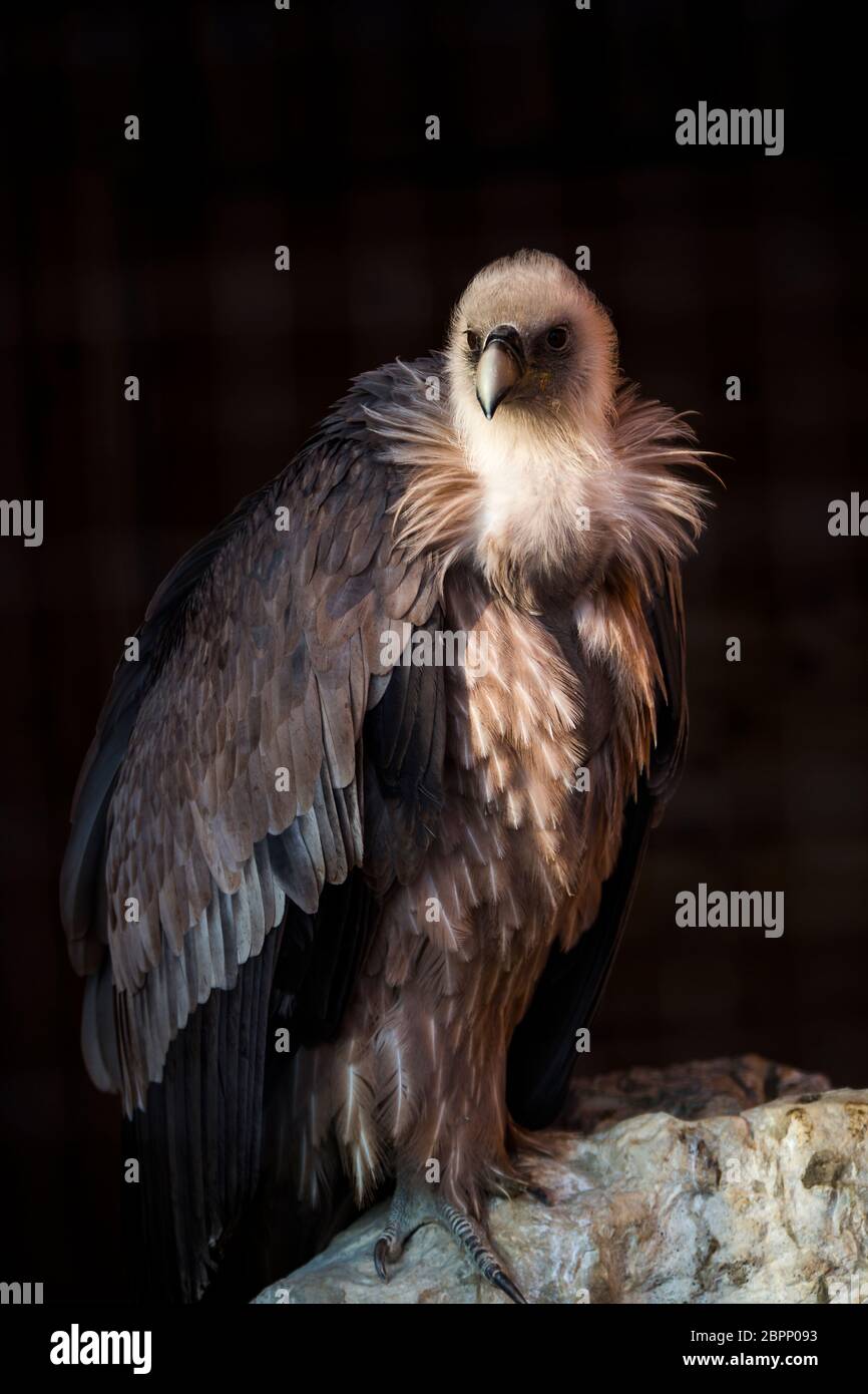Portrait of a griffon (Gyps fulvus) in front of black background Stock ...