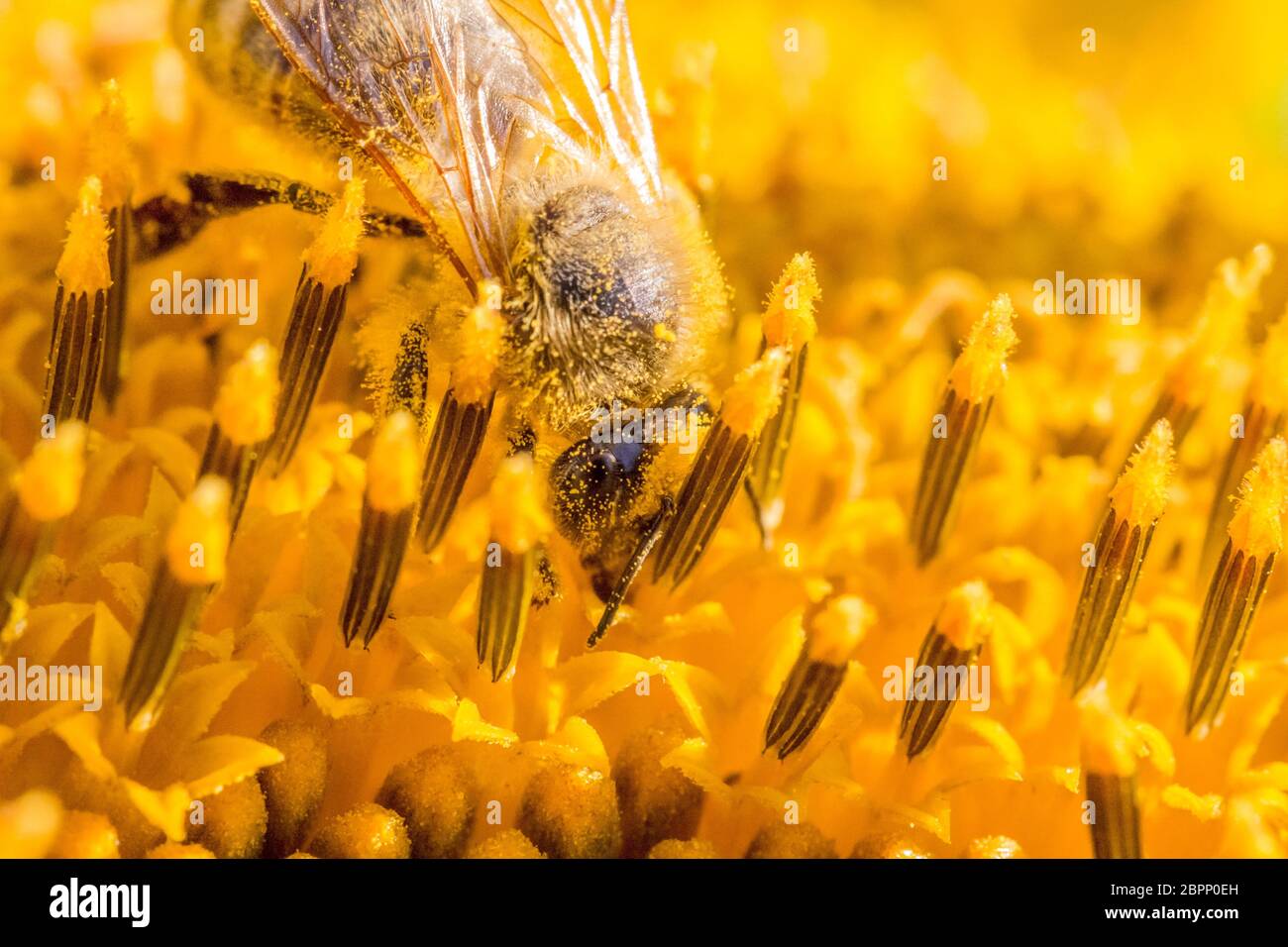 Animal sitting at summer sun flower and collect for important ...