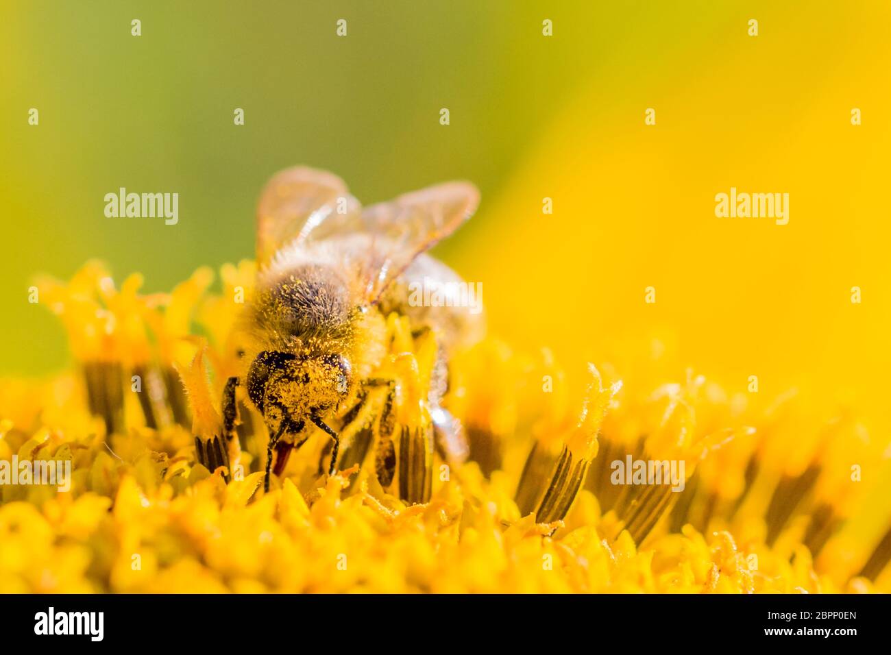 Animal sitting at summer sun flower and collect for important ...