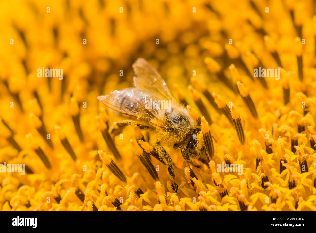 Animal sitting at summer sun flower and collect for important ...